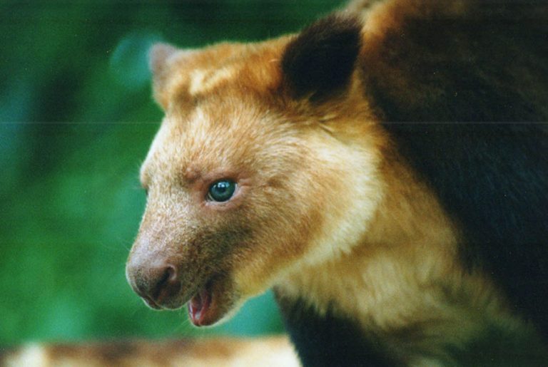 Goodfellow's Tree Kangaroo - Tenkile Conservation Alliance