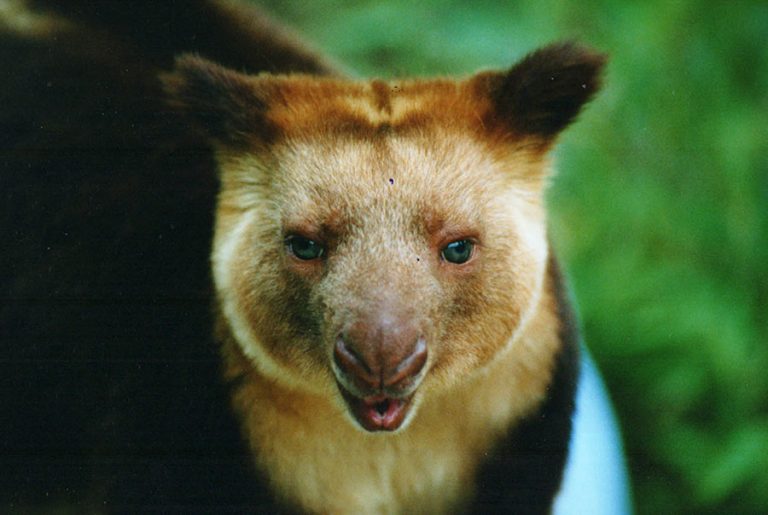 Goodfellow's Tree Kangaroo - Tenkile Conservation Alliance