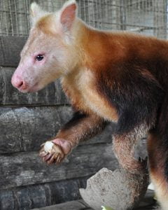 Weimang Tree Kangaroo - Tenkile Conservation Alliance