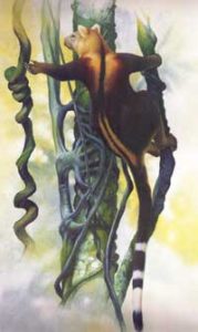 Weimang Tree Kangaroo - Tenkile Conservation Alliance