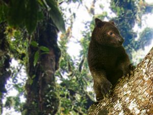 Sponsor a Tree Kangaroo - Tenkile Conservation Alliance