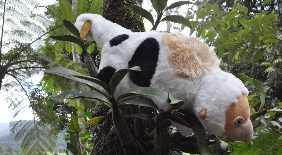 Caspar the Cuscus - Tenkile Conservation Alliance